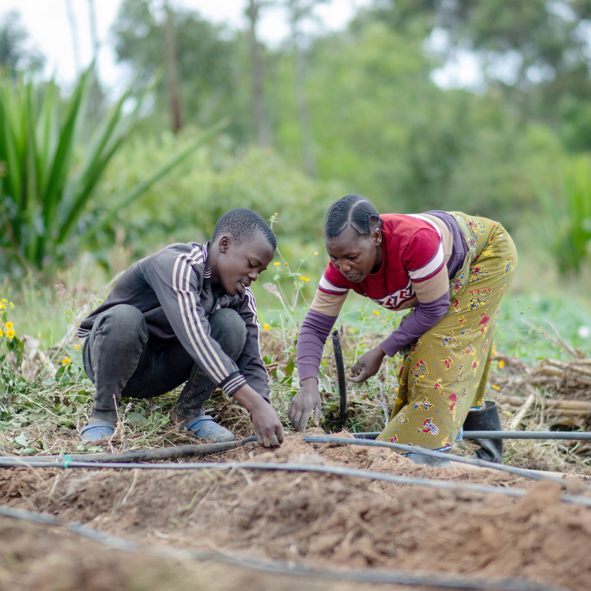 Viazi: How African Farmers Fight Climate Change with Potato - Viazi